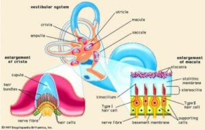 Vertigo Treatmetn in Fort Worth and Frisco | Dallas Ear Institute
